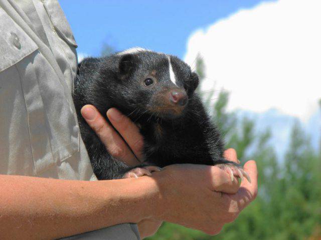 La puzzola come animale domestico: leggi, rischi e curiosità