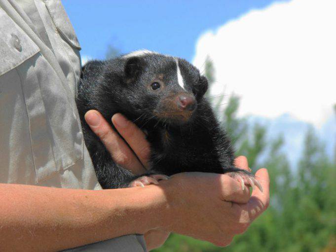 La puzzola come animale domestico: leggi, rischi e curiosità