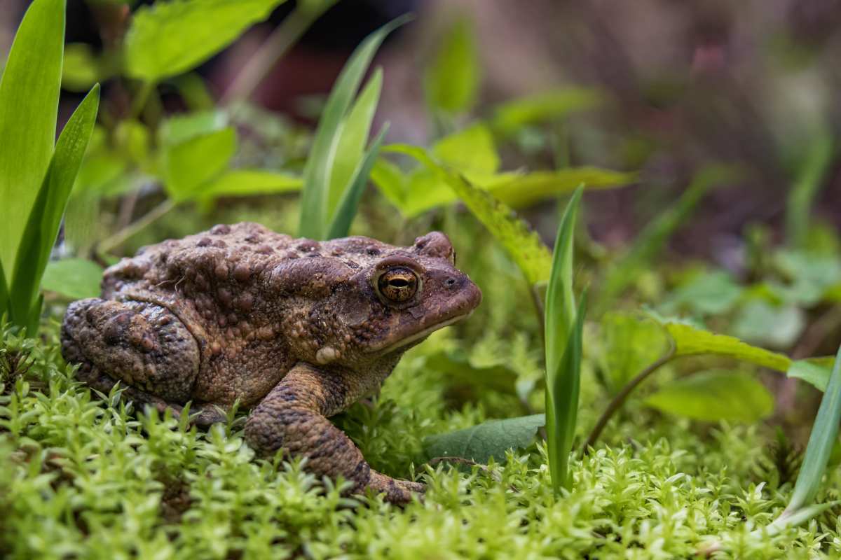 Curiosità sul rospo: l'anfibio dall'aspetto goffo, protagonista di ...