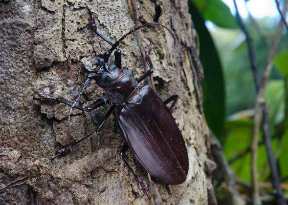 Alla scoperta degli insetti più grandi del mondo: l'elenco completo