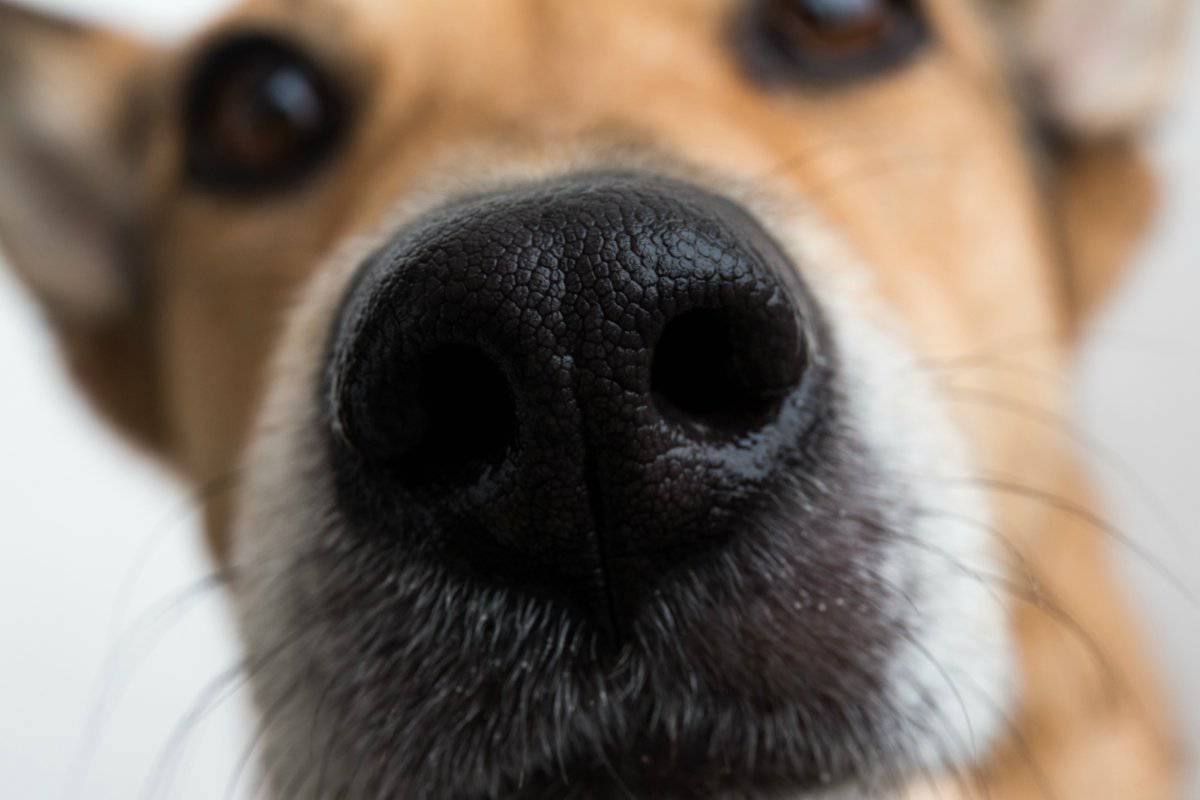 Baffi del cane: come vengono utilizzati e perché non si dovrebbero tagliare