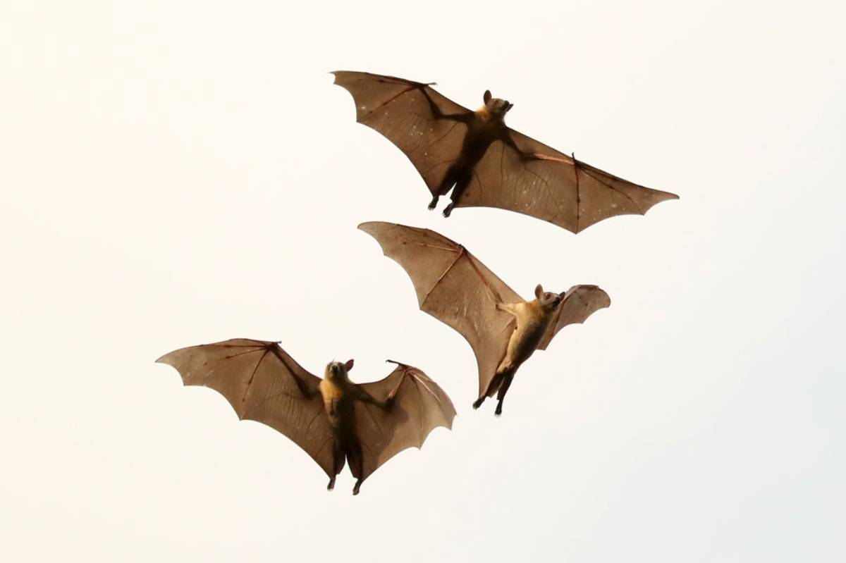 I pipistrelli ci insegnano lezioni di vita: dei veri supereroi in realtà