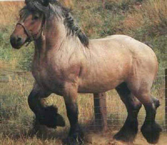 Cavalli da tiro pesante o leggero: Tpr italiano e le razze equine da lavoro