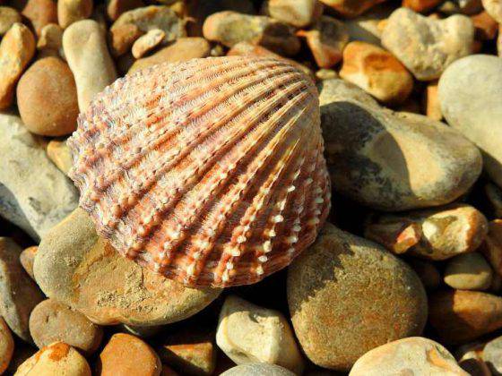 Bivalve: caratteristiche, habitat, classificazione e alimentazione
