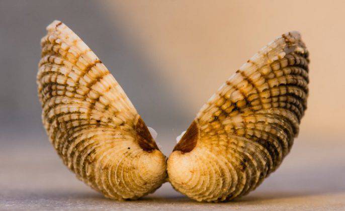 Bivalve: caratteristiche, habitat, classificazione e alimentazione