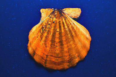 Bivalve: caratteristiche, habitat, classificazione e alimentazione