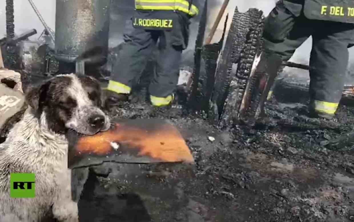 Il pianto di un cane di fronte alla casa distrutta da un incendio