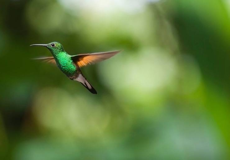 Il colibrì: le caratteristiche, l'habitat e l'alimentazione