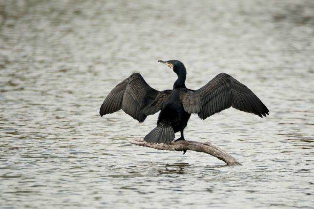 Caratteristiche del cormorano: cosa mangia, dove vive e come fa a nuotare