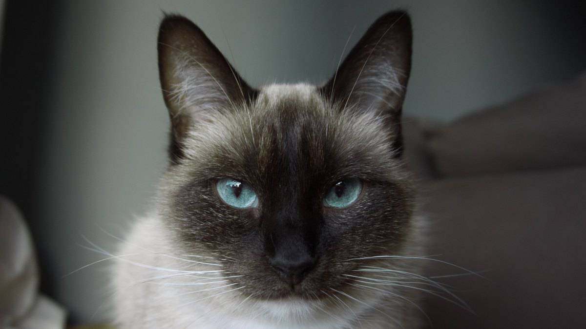 Vivere con un siamese: tutto quello che devi sapere prima adottarlo