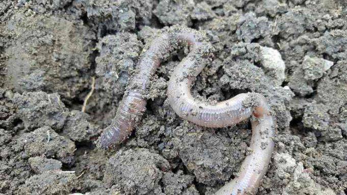 Lombrico: specie, anatomia, riproduzione, cosa mangia