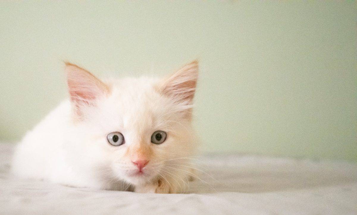 Gatto bianco: consigli ad hoc per prendersi cura del suo pelo
