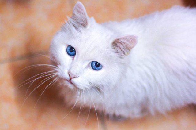 Gatto bianco: consigli ad hoc per prendersi cura del suo pelo