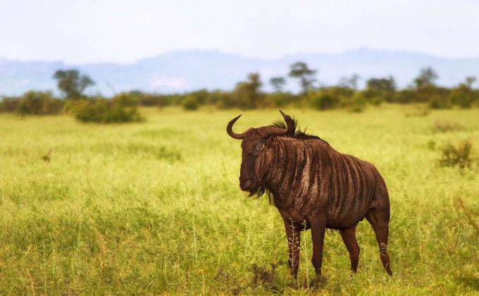 Gnu: cosa mangia, dove vive, caratteristiche e curiosità