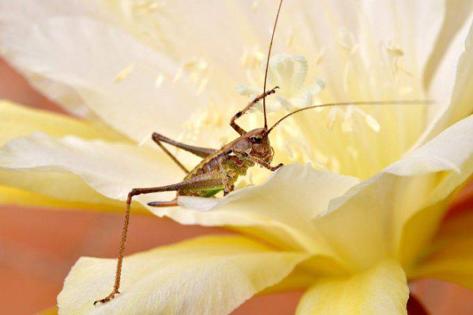 Le differenze tra grillo e cavalletta: due insetti simili eppur diversi