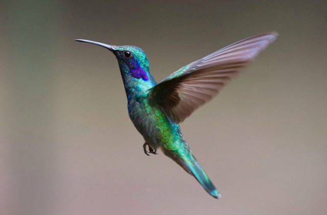 Il colibrì: le caratteristiche, l'habitat e l'alimentazione