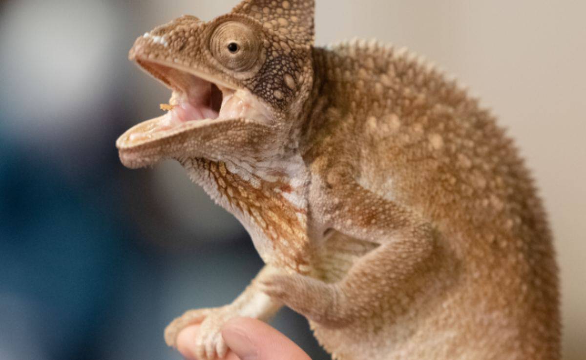 Perché il camaleonte morde? Ecco tutto ciò che c'è da sapere