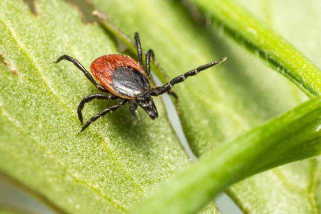 I consigli su come comportarsi con la zecca del bosco