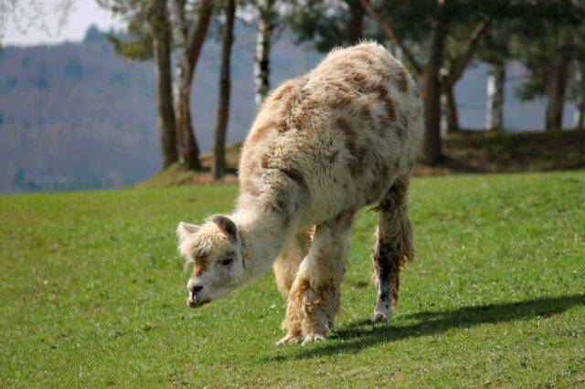Differenze tra lama e alpaca: i cugini del cammello