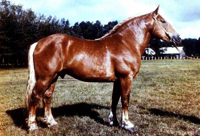 Cavalli da tiro pesante o leggero: Tpr italiano e le razze equine da lavoro