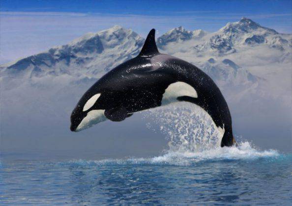 Orca: cosa mangia, dove vive, caratteristiche e curiosità