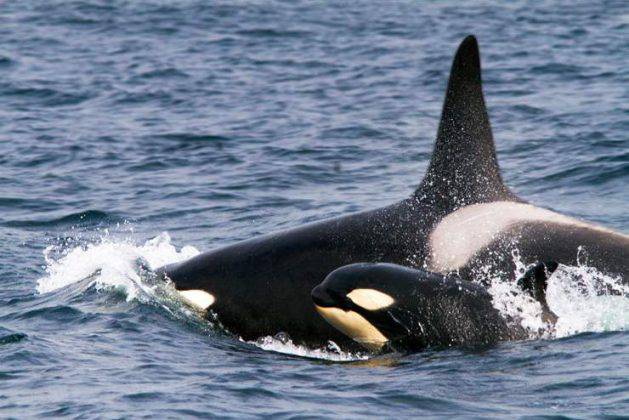 Orca: cosa mangia, dove vive, caratteristiche e curiosità