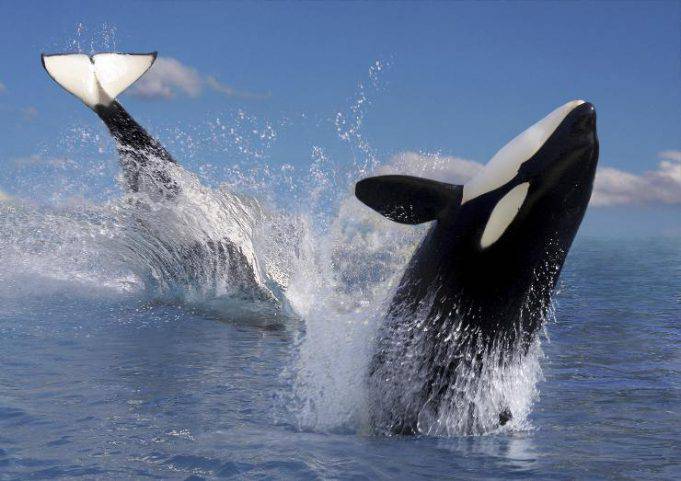 Orca: cosa mangia, dove vive, caratteristiche e curiosità