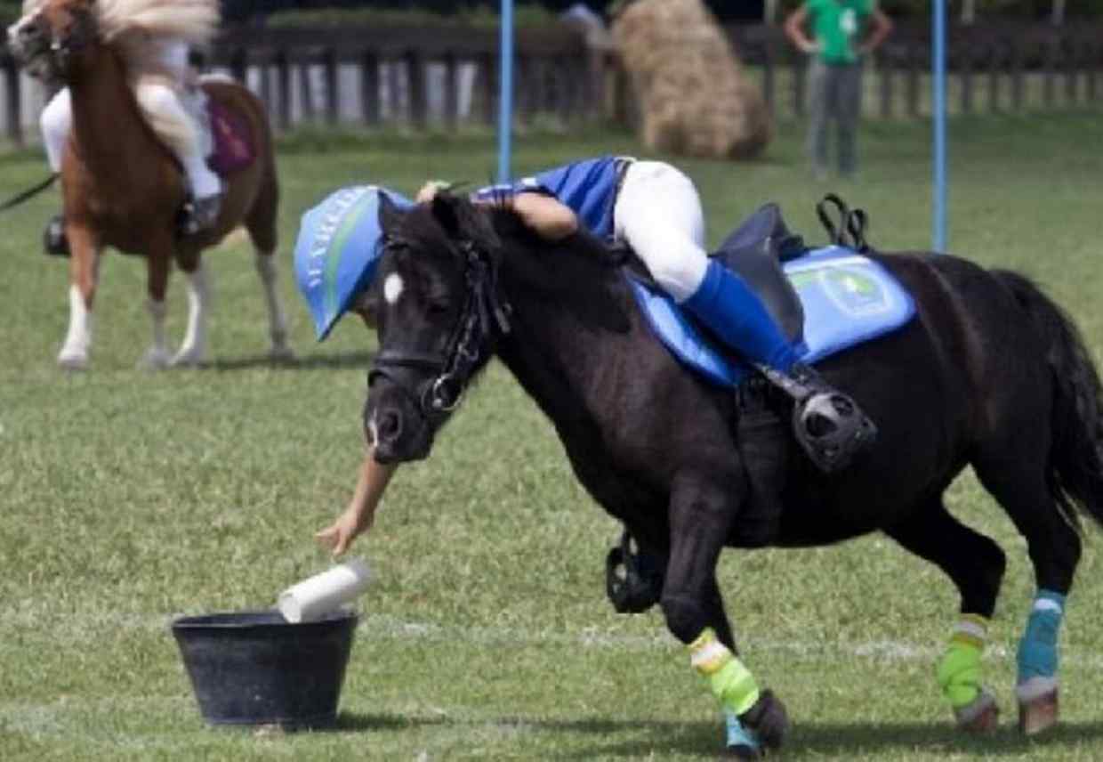 Pony sportivi: le razze per scuola d'equitazione e competizioni agonistiche
