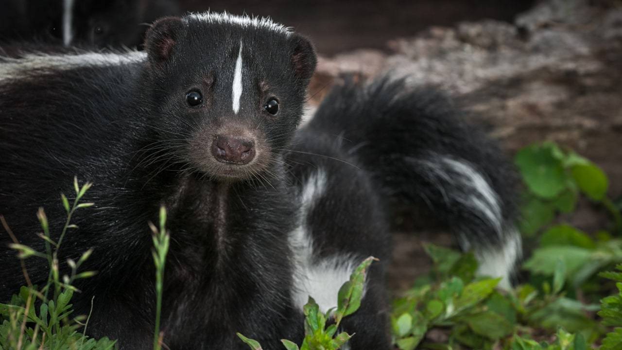 Puzzola o moffetta: caratteristiche, habitat, riproduzione e alimentazione