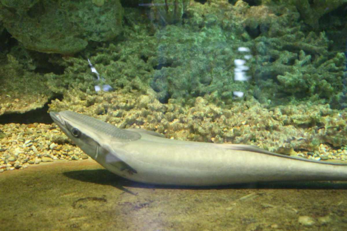 La remora si attacca agli squali: come e perché ha questo comportamento