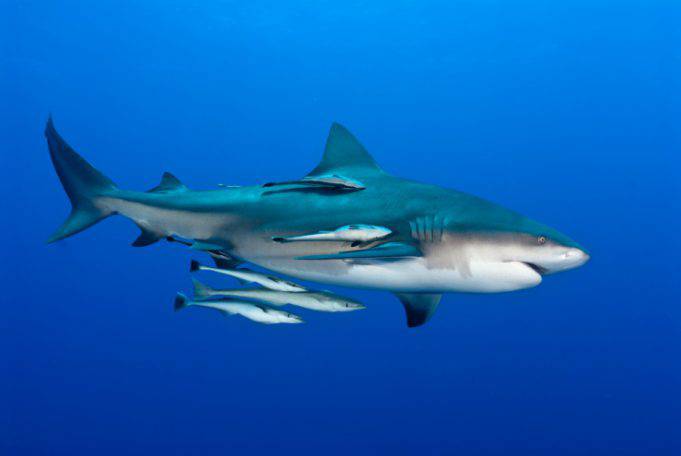 La remora si attacca agli squali: come e perché ha questo comportamento