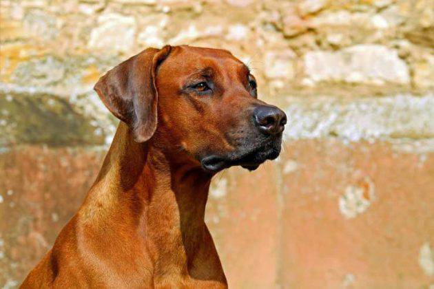 Razze di cani con il pelo rosso: l'elenco degli esemplari più spettacolari