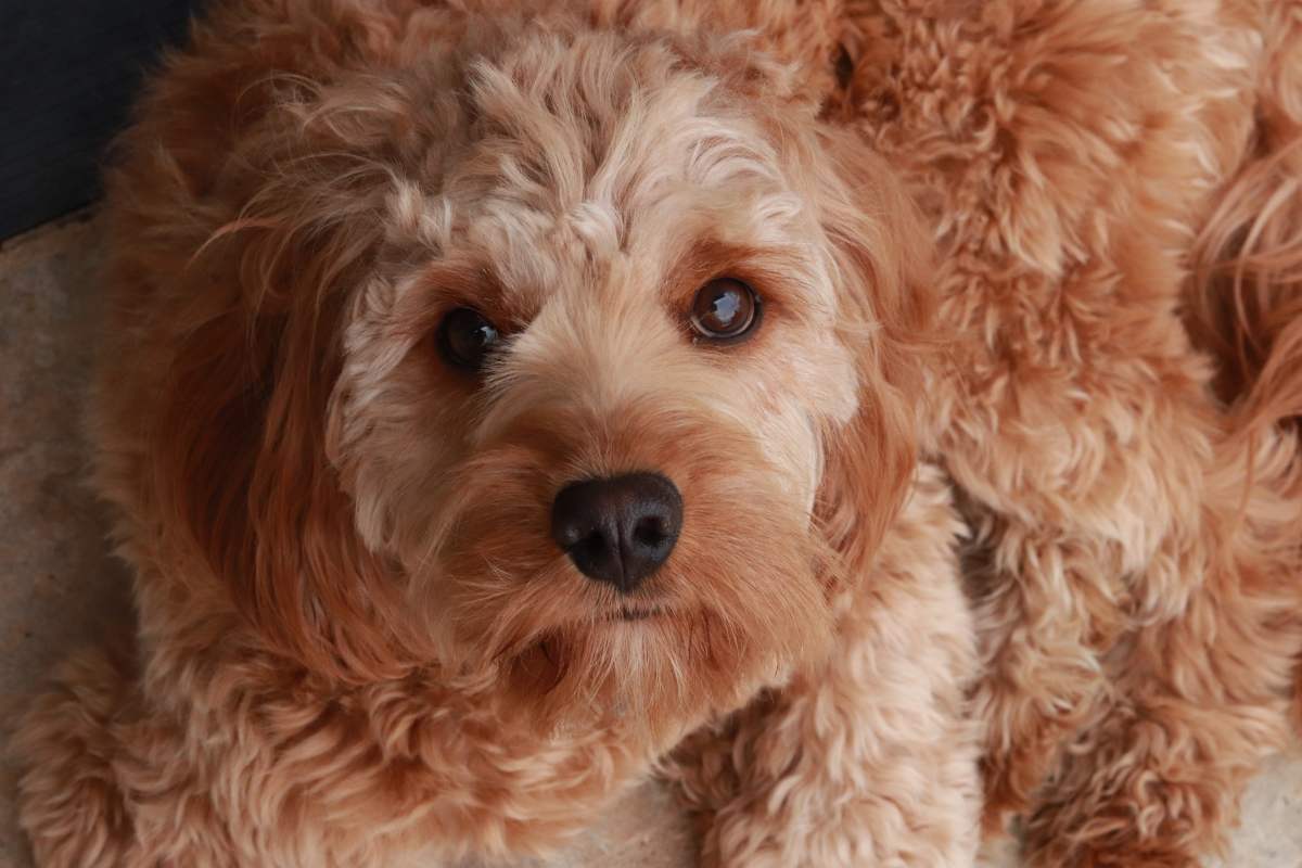 Rimedi naturali per il pelo del cane: come prendersene cura