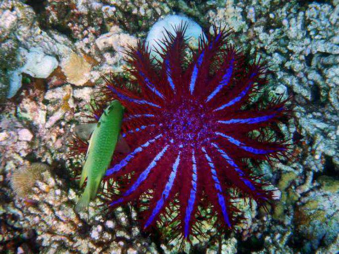 Stelle marine: curiosità e fatti interessanti poco noti su queste creature