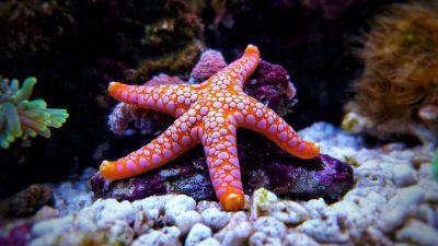 Stelle marine: curiosità e fatti interessanti poco noti su queste creature