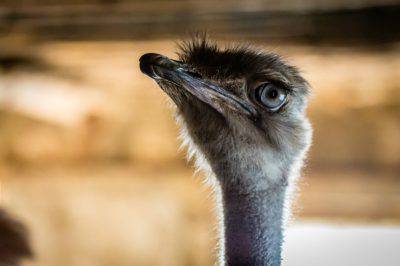 Lo struzzo: cosa mangia, dove vive, caratteristiche e curiosità