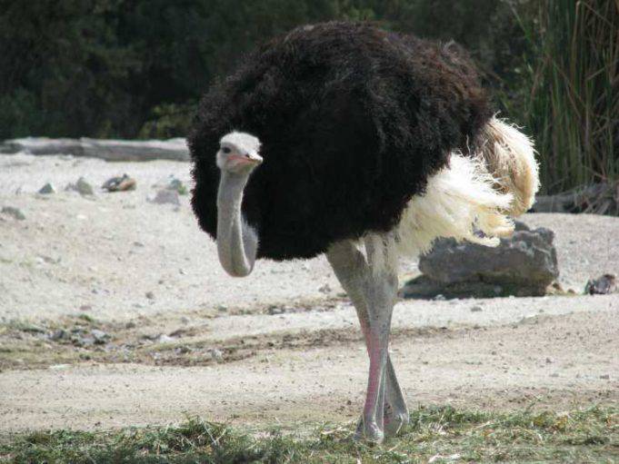 Lo struzzo: cosa mangia, dove vive, caratteristiche e curiosità