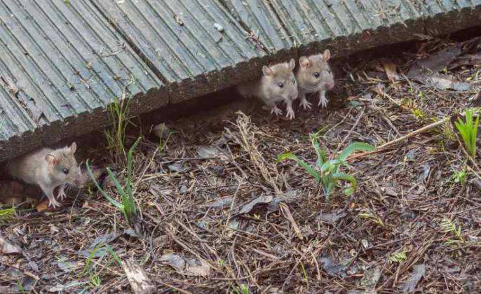 Differenze tra topo e ratto: roditori simili eppur diversi