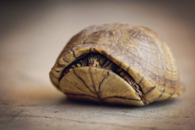 Come capire se la tartaruga è morta o è in letargo: ecco i segnali