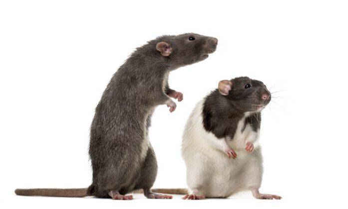 Differenze tra topo e ratto: roditori simili eppur diversi