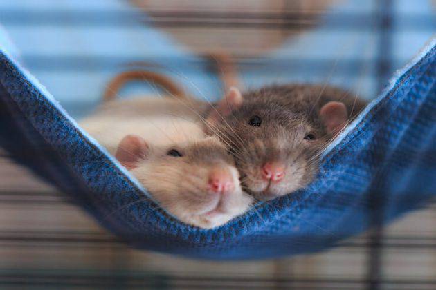 La gravidanza del topo domestico: la guida, fino alla cura dei cuccioli