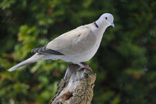 La Tortora: le caratteristiche, l'habitat e l'alimentazione