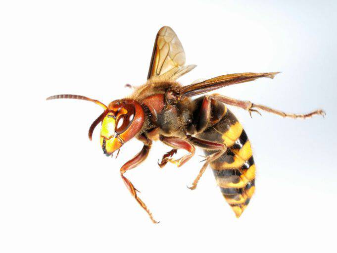 Cosa mangia la vespa? Insetto temibile e allo stesso tempo elegante