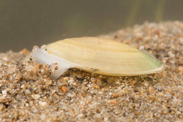 Cozze di acqua dolce: forse meno amate delle loro cugine, ma molto utili