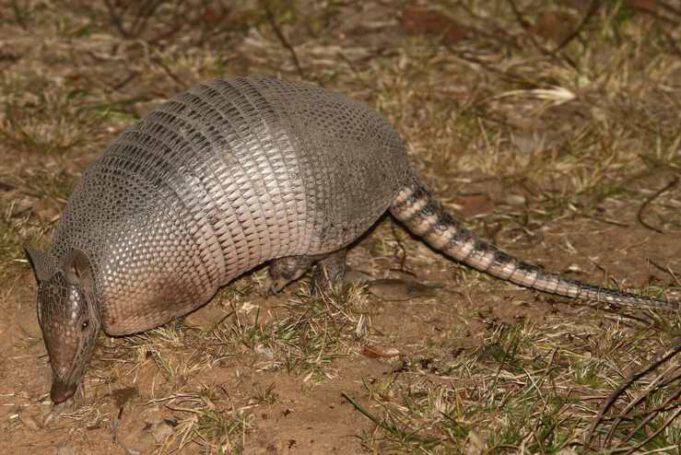 L'armadillo a nove fasce: scopriamo questo piccolo animale corazzato
