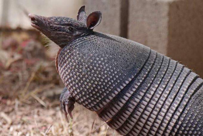L'armadillo a nove fasce: scopriamo questo piccolo animale corazzato
