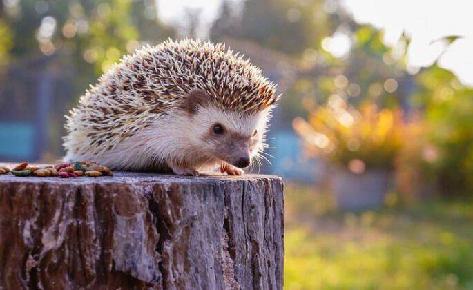 Animali onnivori: caratteristiche ed esempi delle specie più comuni