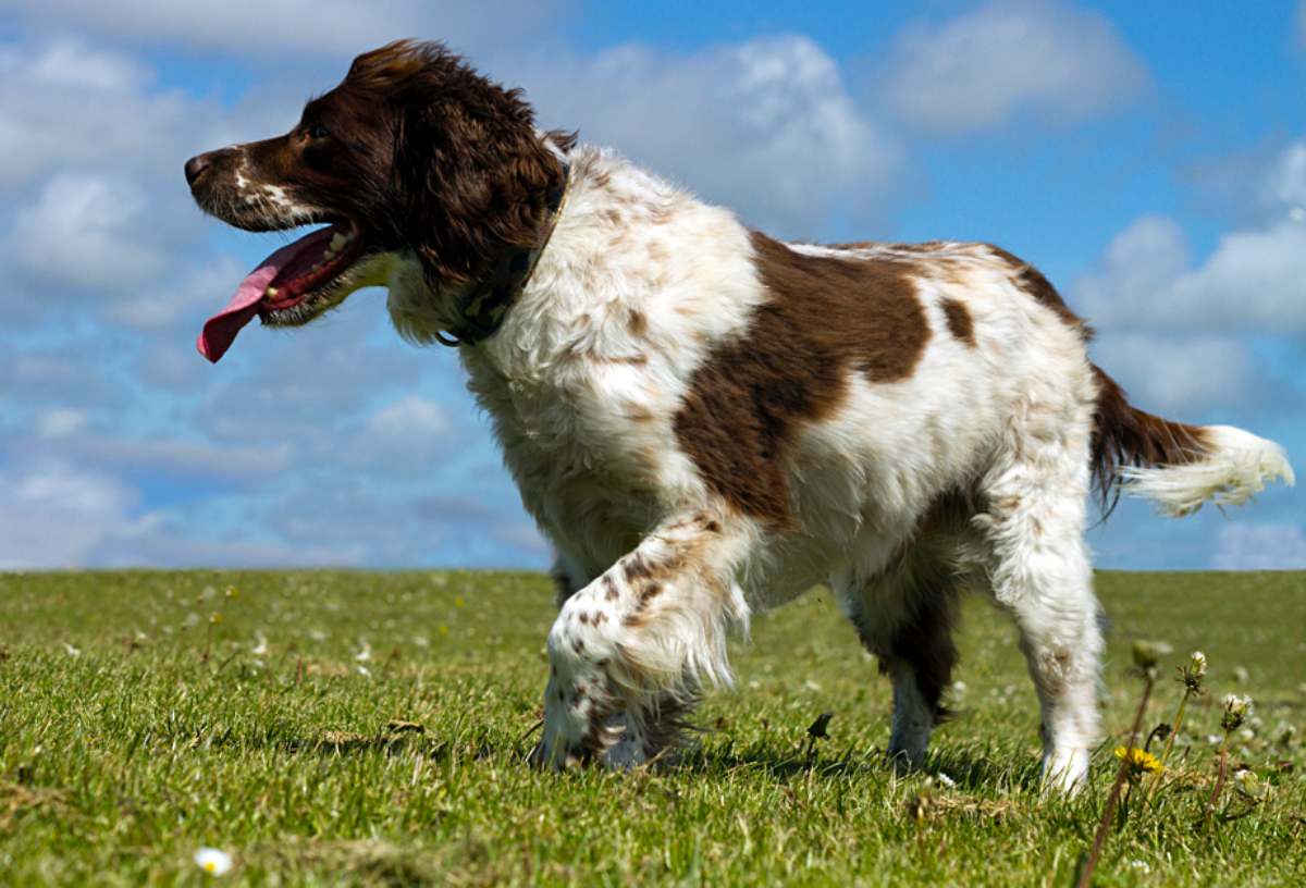 Springer spaniel inglese: uno splendido cane da caccia pieno di energia