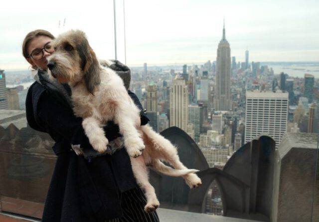 Grand griffon vendeen scheda razza cane da caccia a tiro