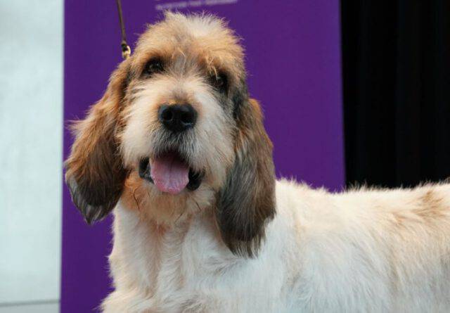 Grand griffon vendeen scheda razza cane da caccia a tiro